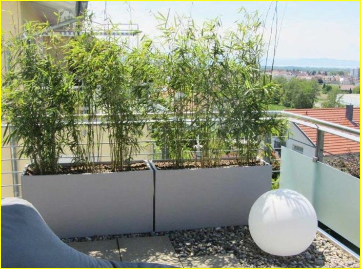Grune Hangepflanze Balkon